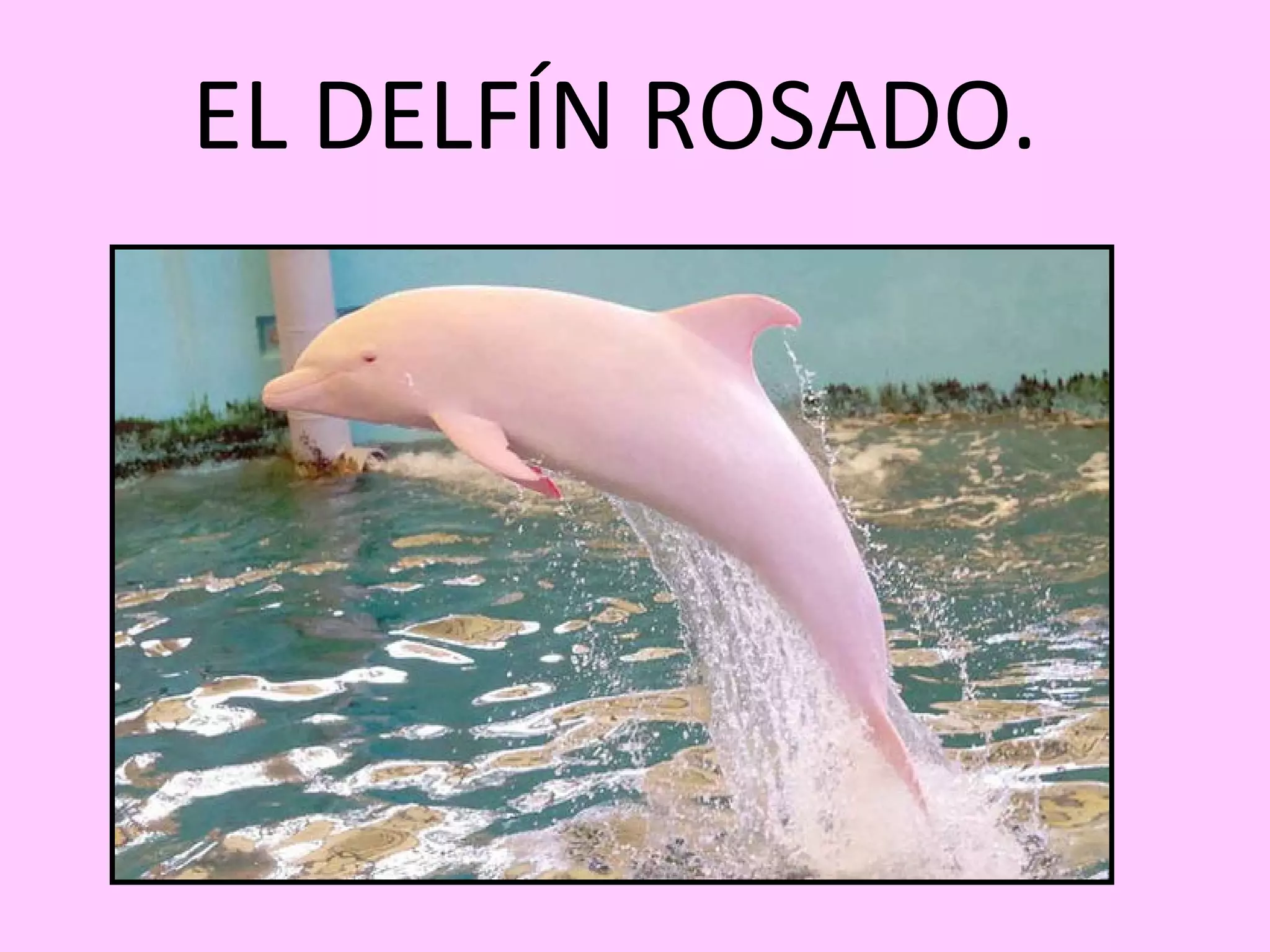 Delfín rosado | ODP