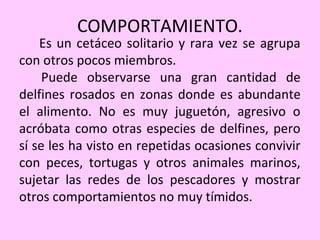 Delfín rosado | ODP