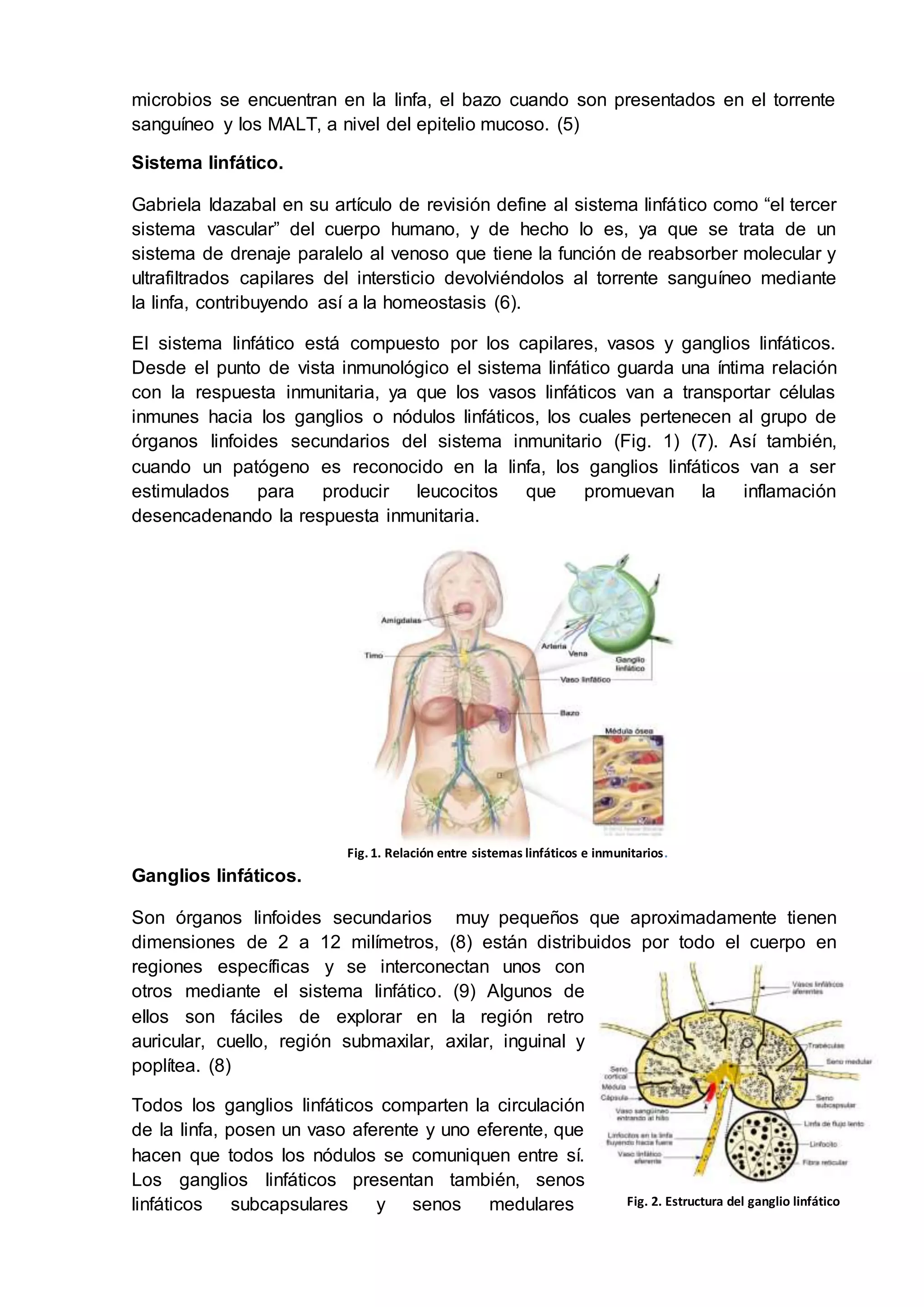 Organos Linfoides Secundarios Estructuras De La Respuesta Inmunitaria Pdf