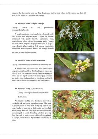 Delhi Trees Information | PDF