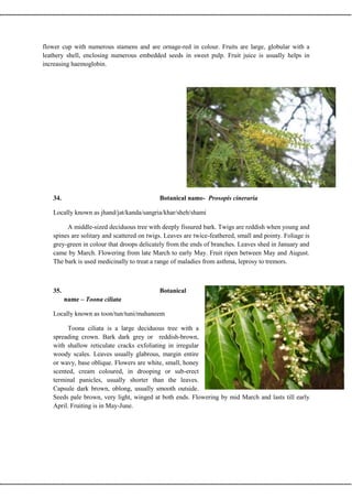 Delhi Trees Information | PDF