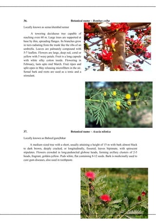 Delhi Trees Information | PDF