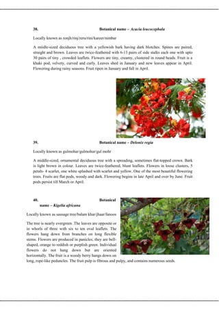 Delhi Trees Information | PDF