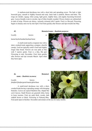Delhi Trees Information | PDF