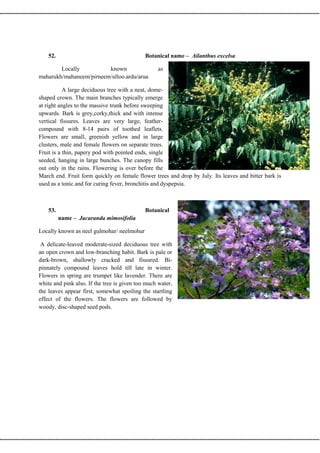 Delhi Trees Information | PDF