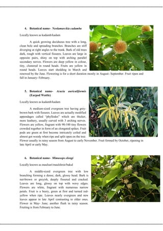 Delhi Trees Information | PDF