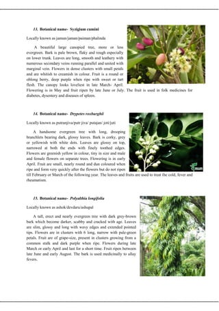 Delhi Trees Information | PDF