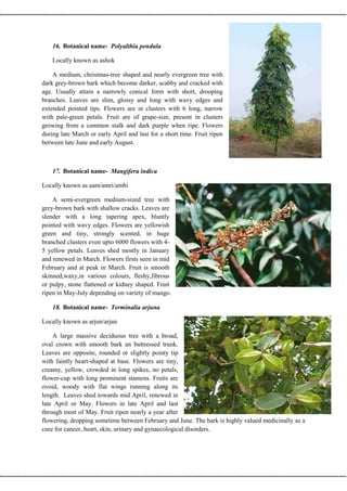 Delhi Trees Information | PDF
