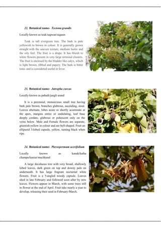 Delhi Trees Information | PDF