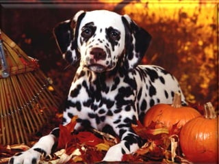 Delightful Autumn | PPTX