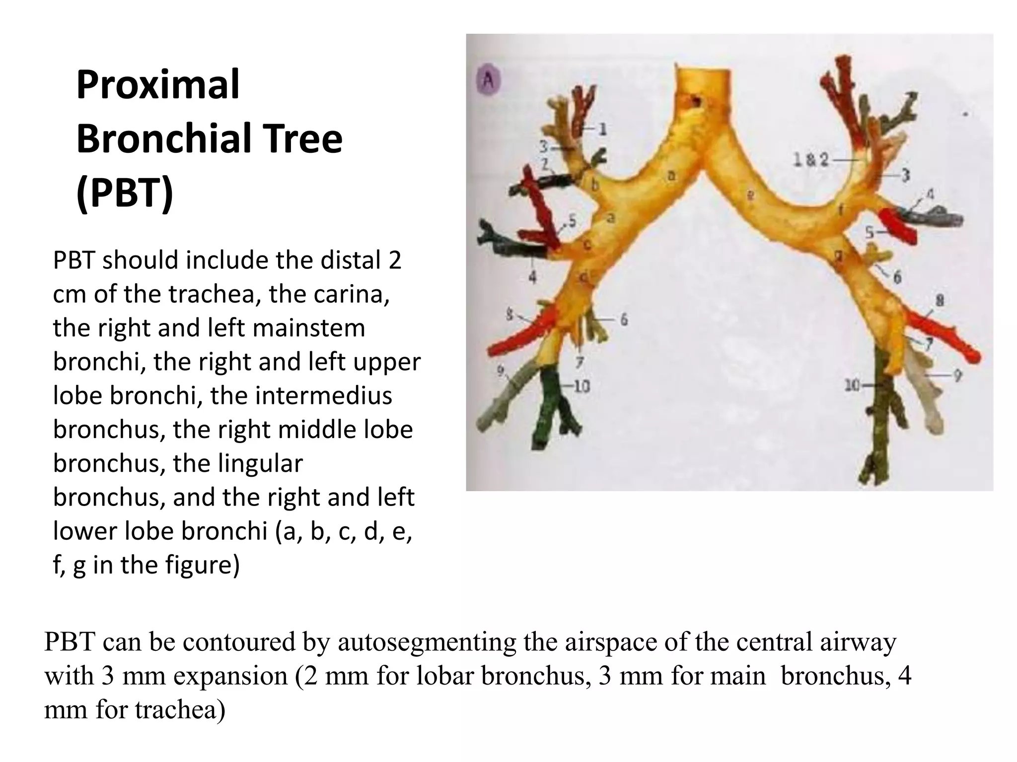 Delineation of organs in thorax kiran | PPTX