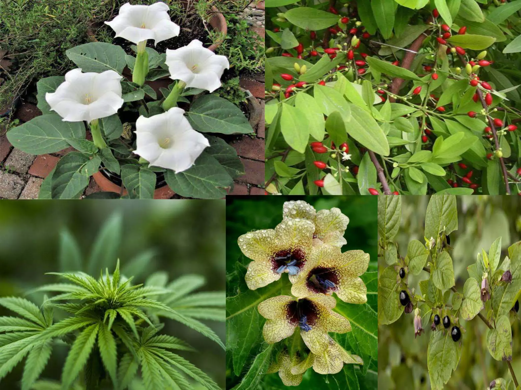 Deliriant poison | PPTX | Illegal Drugs, Tobacco, eCigarettes, Vaping ...