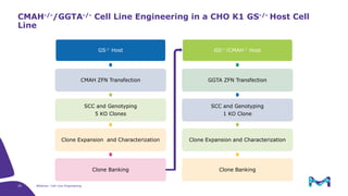 Delivering More Efficient Therapeutic Protein Expression Systems ...