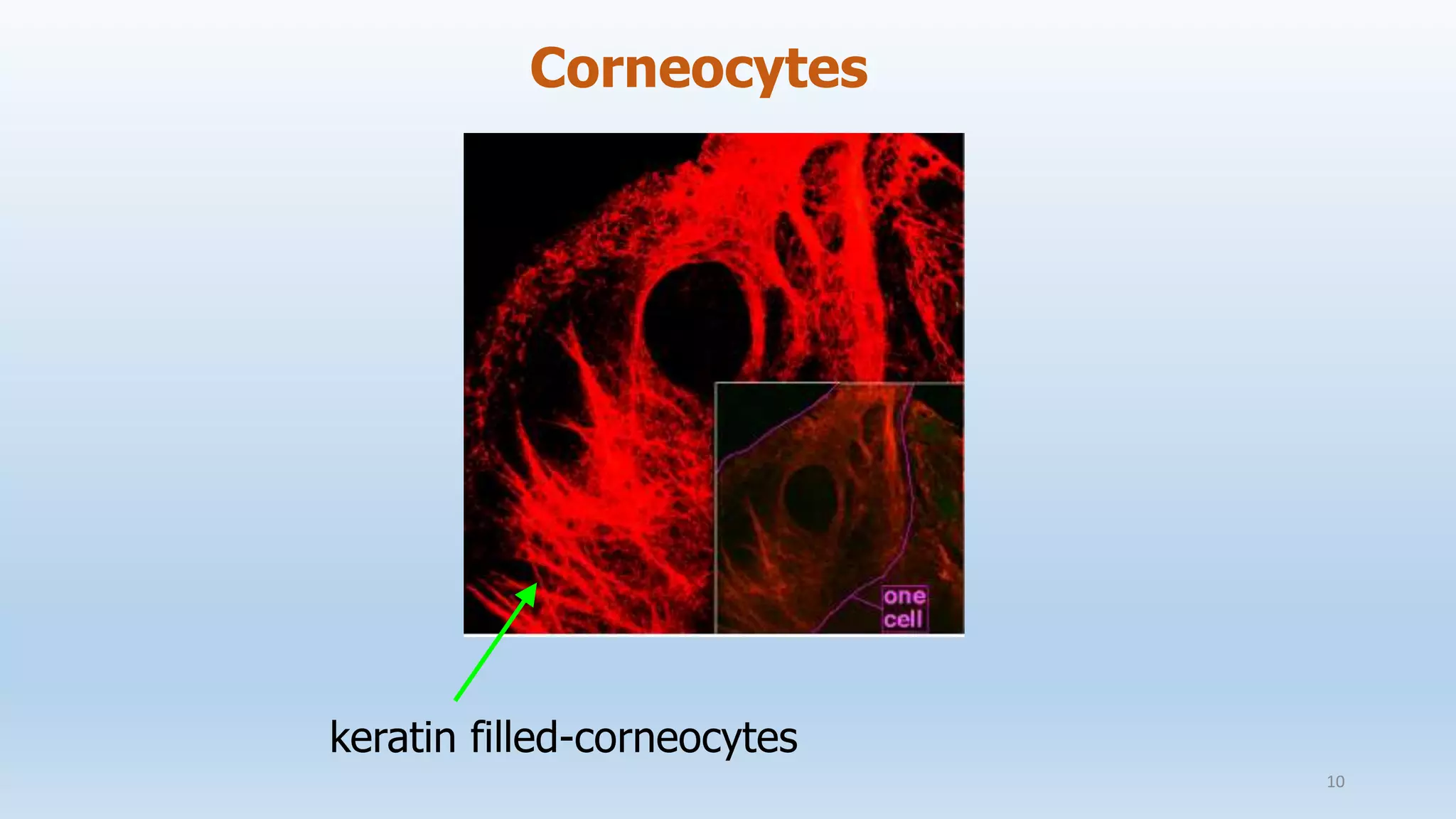 Delivery system in cosmetics | PPTX