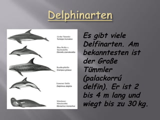 Delphine | PPT