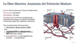 Del Sistema al Átomo Hematopoyesis: Eritrocitos | PPTX