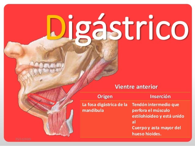 biomecanica del sistema masticatorio