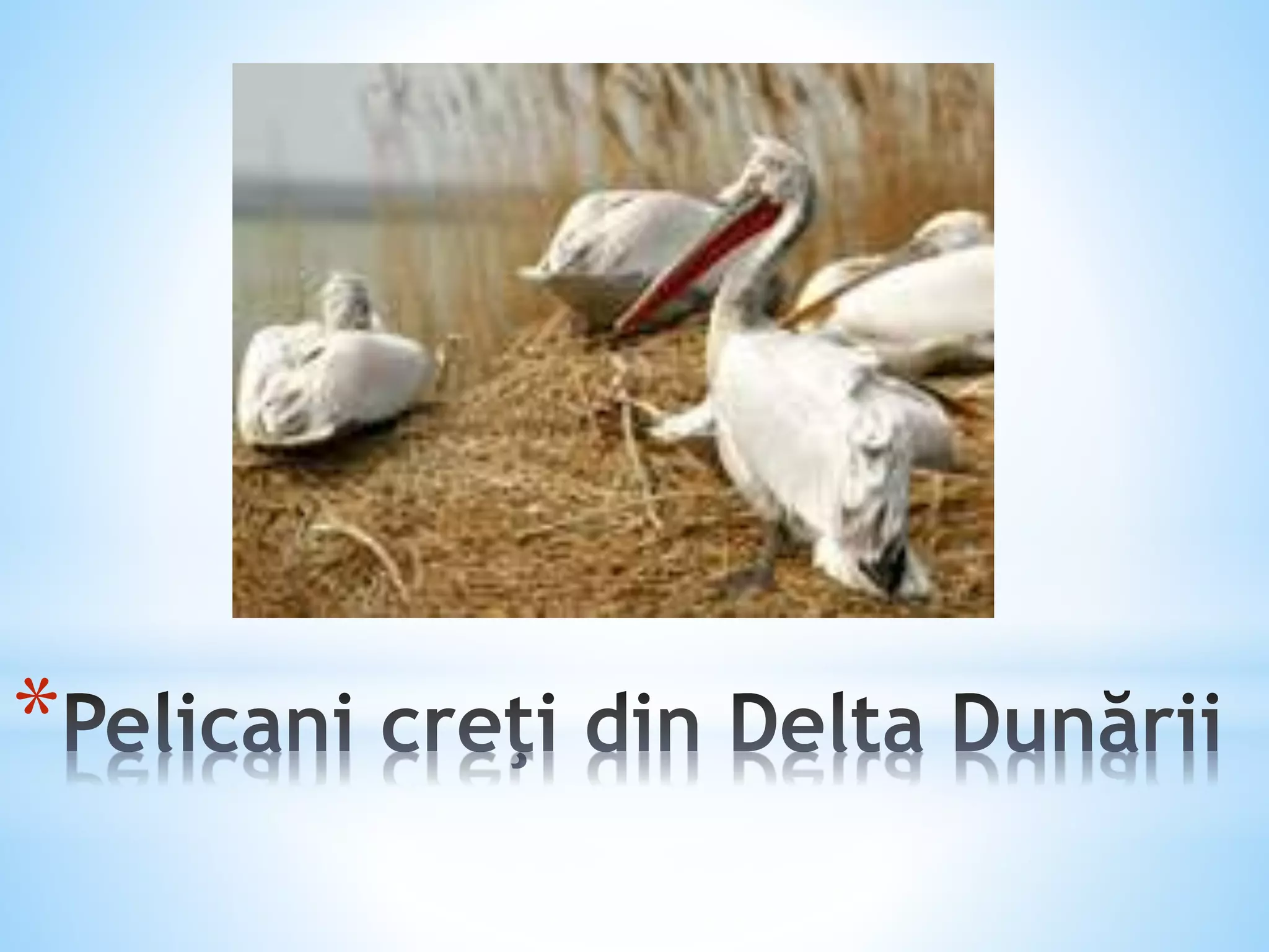 Delta dunarii | PPT