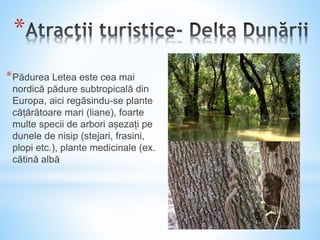 Delta dunarii | PPTX