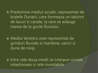 delta_dunarii_ardelean_simina_clasa_a_viii_9.12.2010.pptx