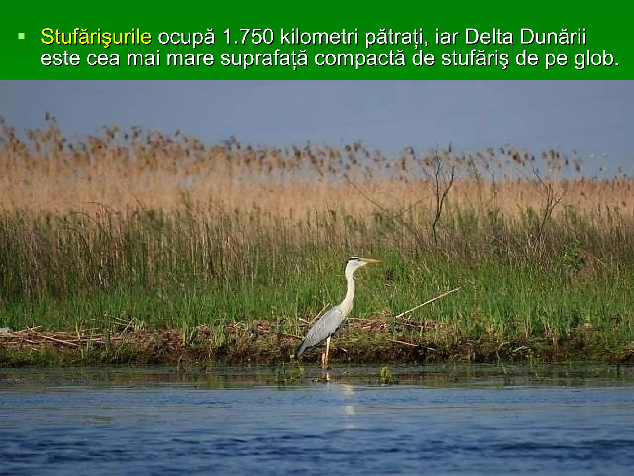 Delta dunarii, superlative si curiozitati | PPT