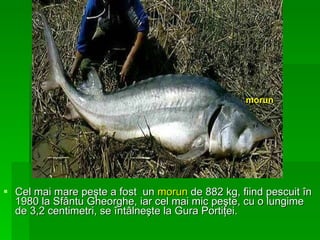 Delta dunarii, superlative si curiozitati | PPS
