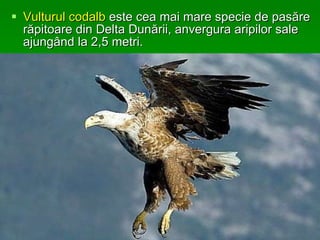 Delta dunarii, superlative si curiozitati | PPT