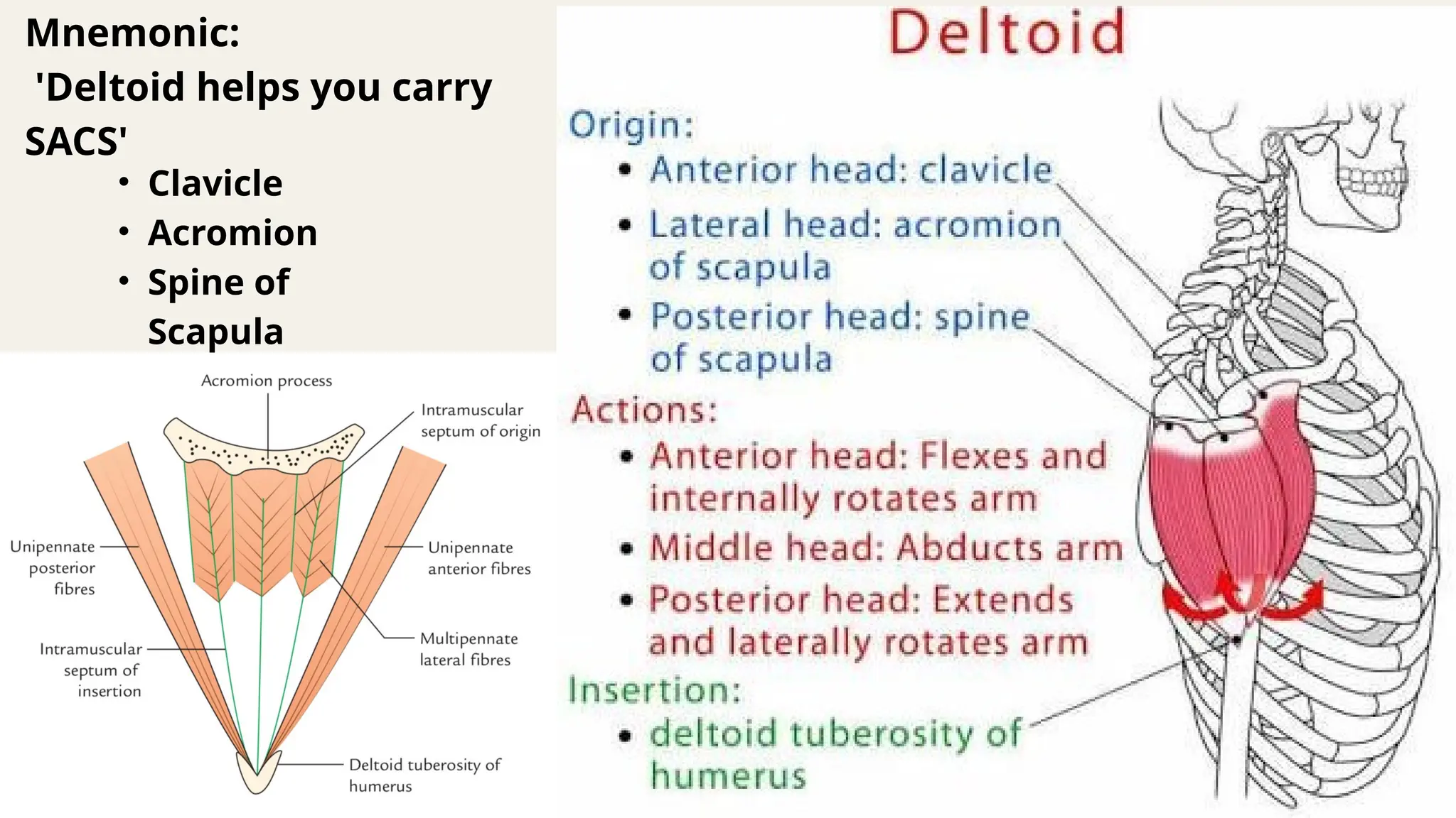 deltoid muscle , anatomy,upper limb muscle | PPTX