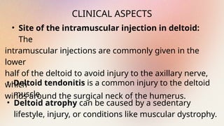 deltoid muscle , anatomy,upper limb muscle | PPTX