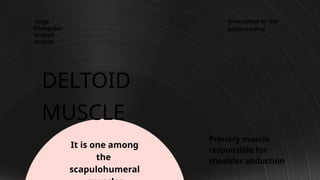 deltoid muscle , anatomy,upper limb muscle | PPTX