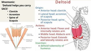 deltoid muscle , anatomy,upper limb muscle | PPTX