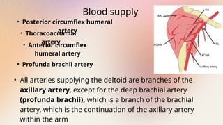 deltoid muscle , anatomy,upper limb muscle | PPTX