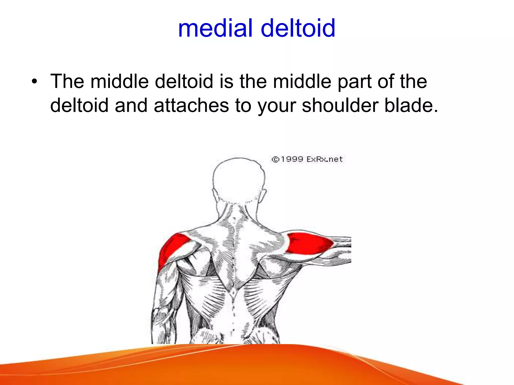Deltoid muscle, origin insertion and movement | PPT