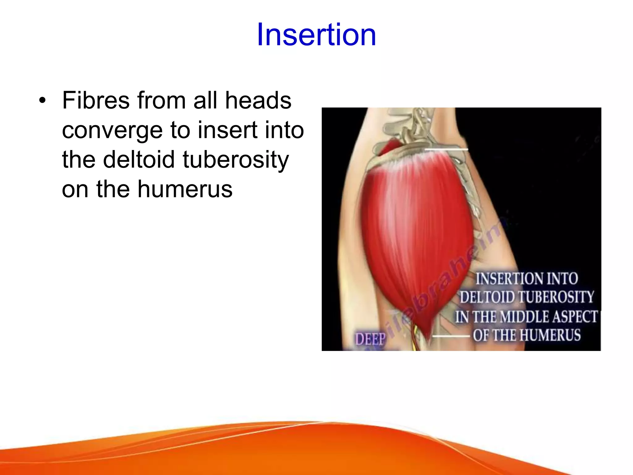 Deltoid muscle, origin insertion and movement | PPT