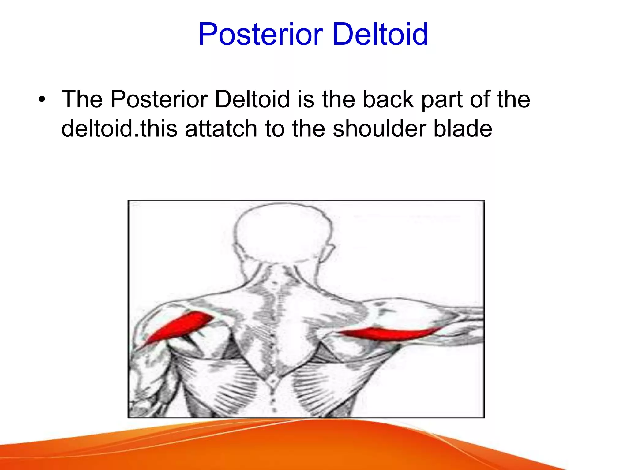 Deltoid muscle, origin insertion and movement | PPT