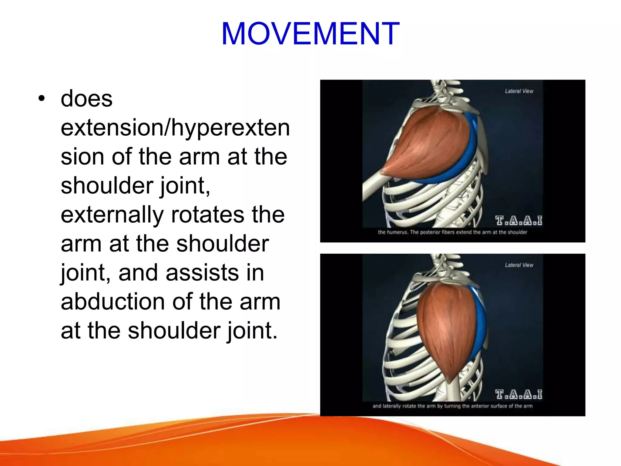 Deltoid muscle, origin insertion and movement | PPT