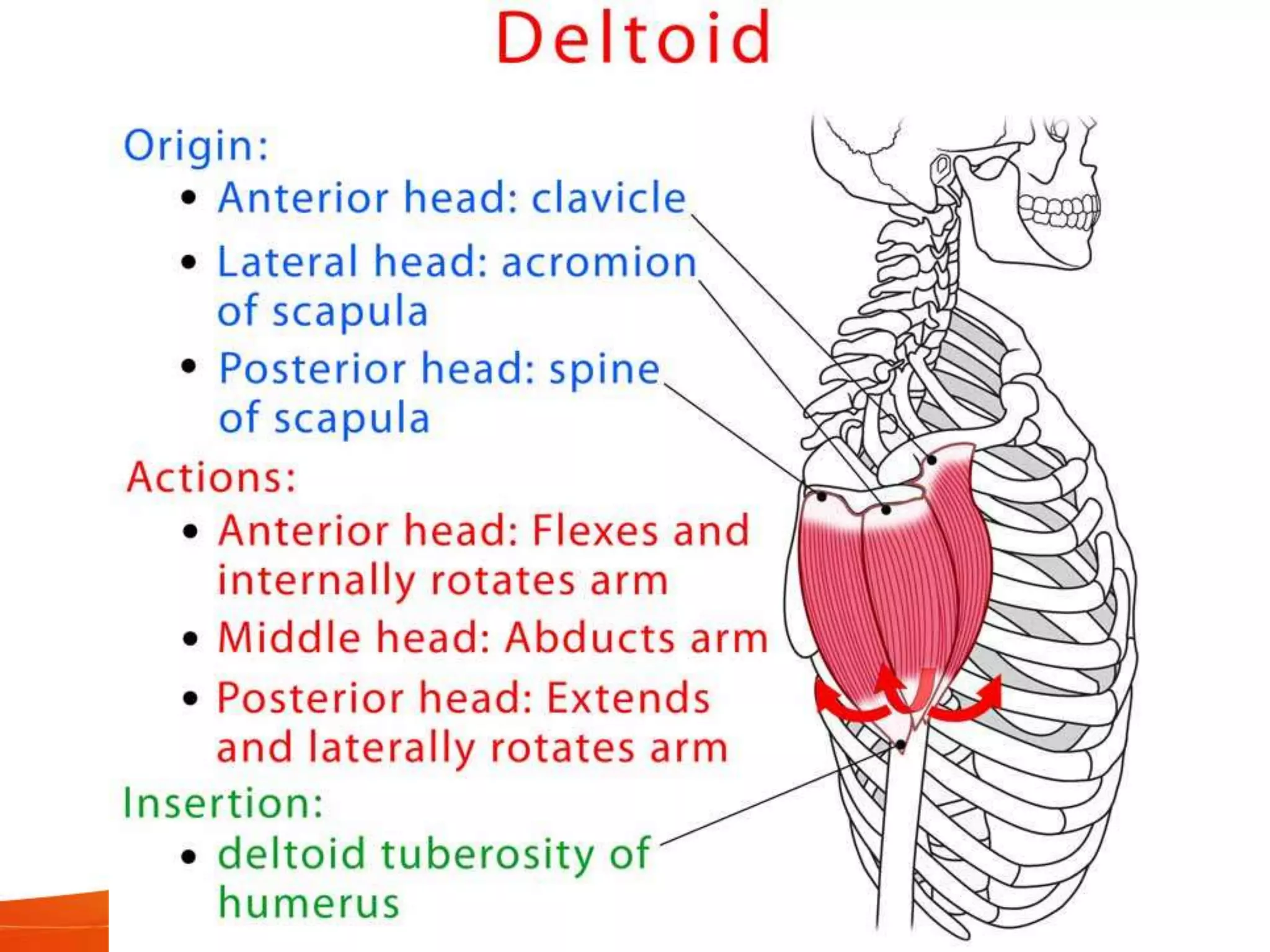 Deltoid muscle, origin insertion and movement | PPT