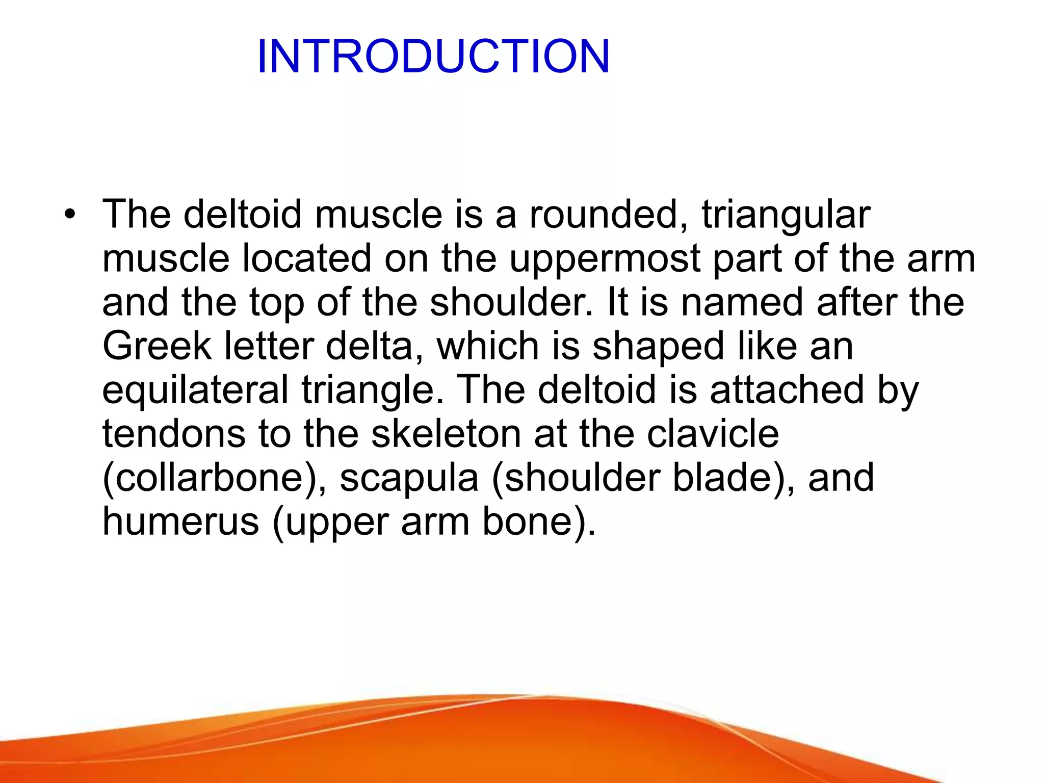 Deltoid muscle, origin insertion and movement | PPT