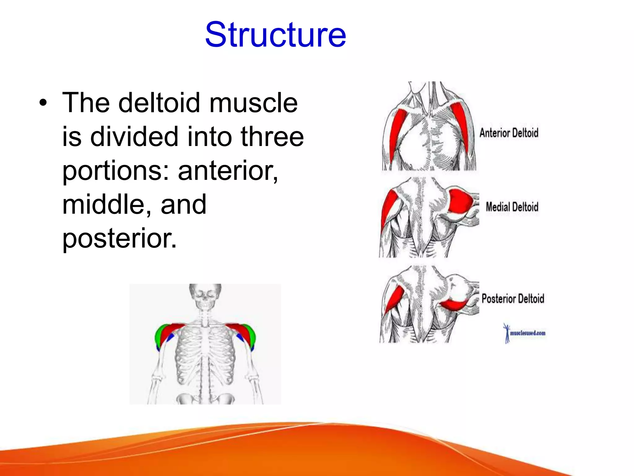 Deltoid Muscle Origin Insertion And Movement Ppt