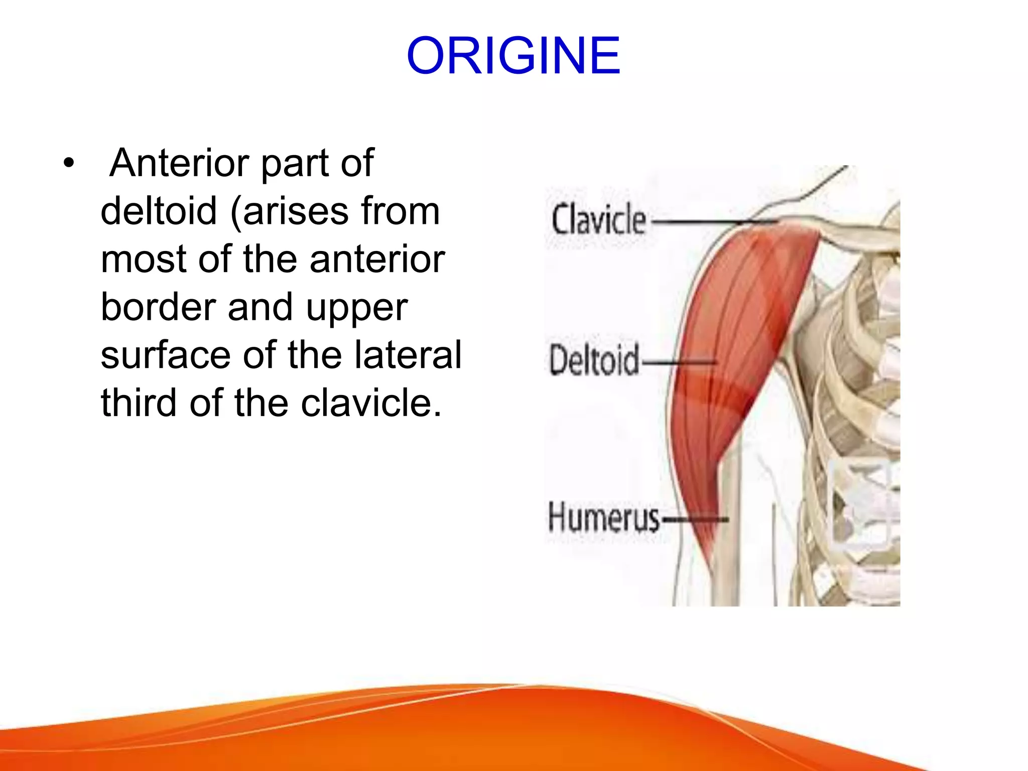 Deltoid muscle, origin insertion and movement | PPT