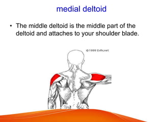 Deltoid muscle, origin insertion and movement | PPT