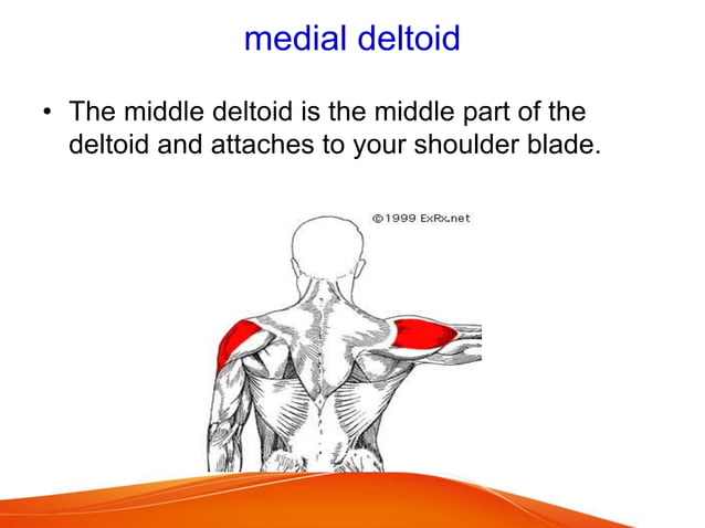 Deltoid muscle, origin insertion and movement | PPT