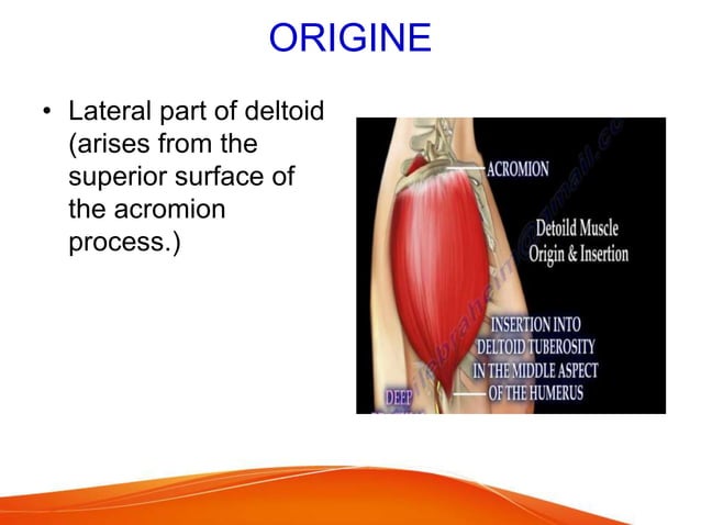Deltoid muscle, origin insertion and movement | PPT