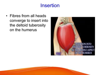 Deltoid muscle, origin insertion and movement | PPT