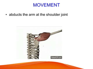 Deltoid muscle, origin insertion and movement | PPT