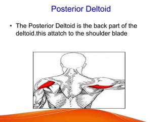 Deltoid muscle, origin insertion and movement | PPT