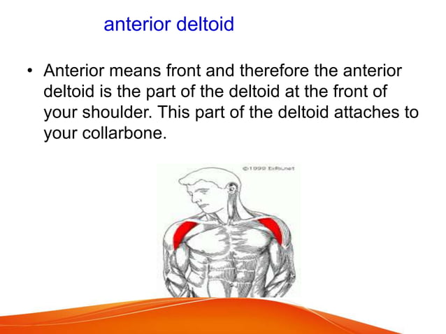 Deltoid muscle, origin insertion and movement | PPT