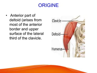 Deltoid muscle, origin insertion and movement | PPT