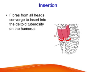 Deltoid muscle, origin insertion and movement | PPT