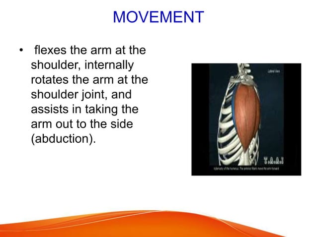 Deltoid muscle, origin insertion and movement | PPT